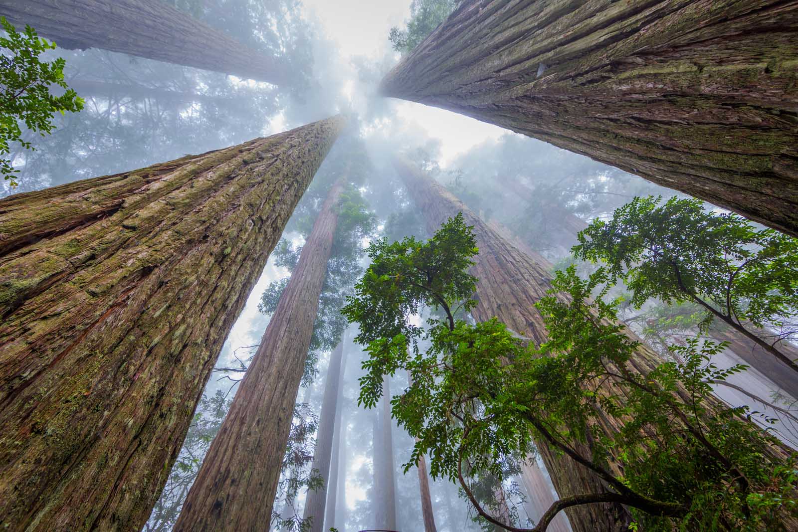 The Complete Guide to Visiting Redwood National Park – Earth-place